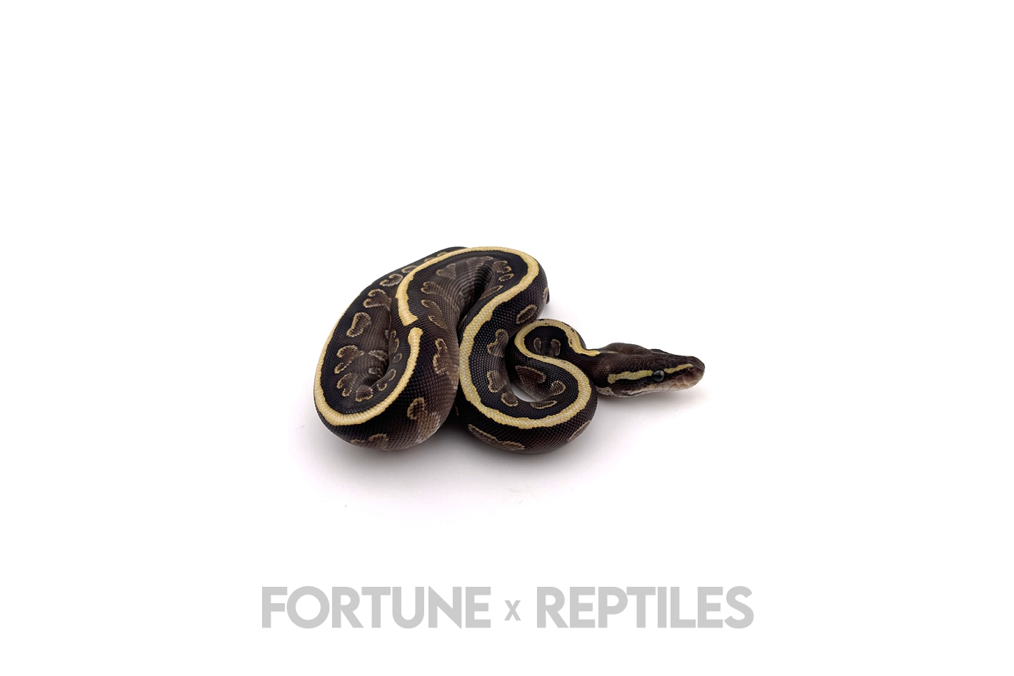 GHI Mojave Spotnose Yellow Belly Ball Python by Fortune | Reptiles ...