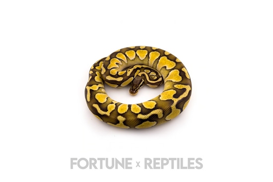 Lesser Pastel Het Desert Ghost Ball Python by Fortune | Reptiles
