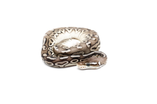 Pewter Het Desert Ghost 50% Het Clown Ball Python by Fortune | Reptiles
