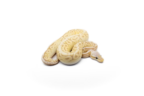 Firemon Banana Het Clown Female Maker Ball Python by Fortune | Reptiles