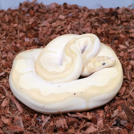 Fortune | Reptiles - MorphMarket
