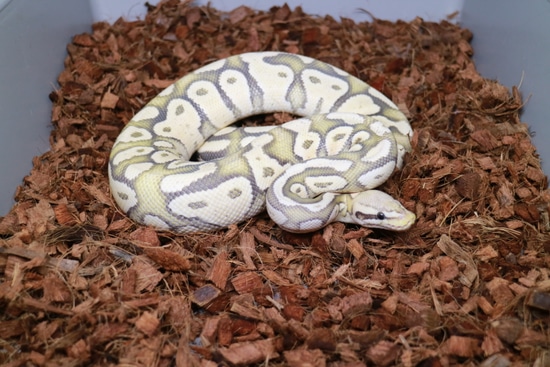 Fire Pastel Hypo Ball Python by Fortune | Reptiles