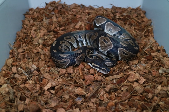 Black Head Ball Python by Fortune | Reptiles