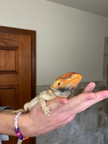 Red/Blue Bar Central Bearded Dragon by EP_Exotixs