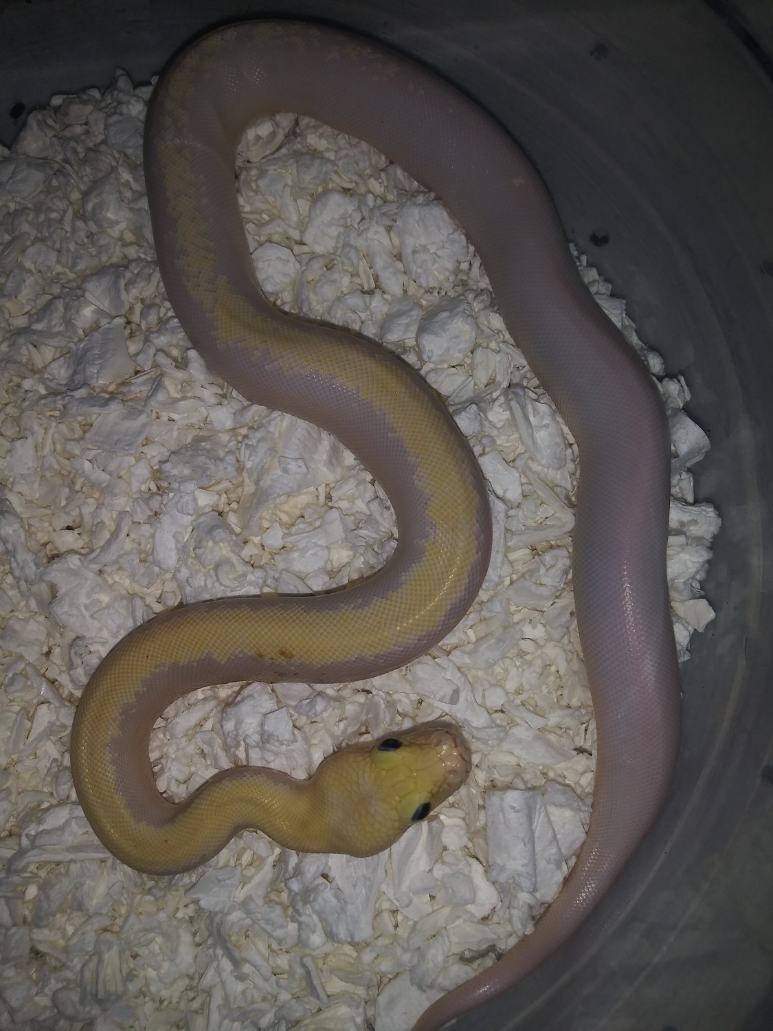 Ivory 100% Het Granite 2019 Female Burmese Python by Evan Stahl ...