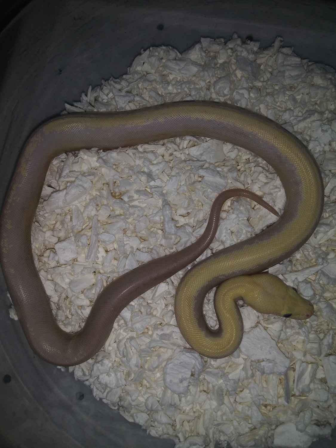Ivory 100% Het Granite 2019 Male Burmese Python by Evan Stahl Reptiles ...