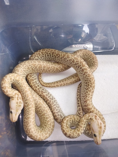 Hypo Granite Female- Update Pic Burmese Python by Evan Stahl Reptiles