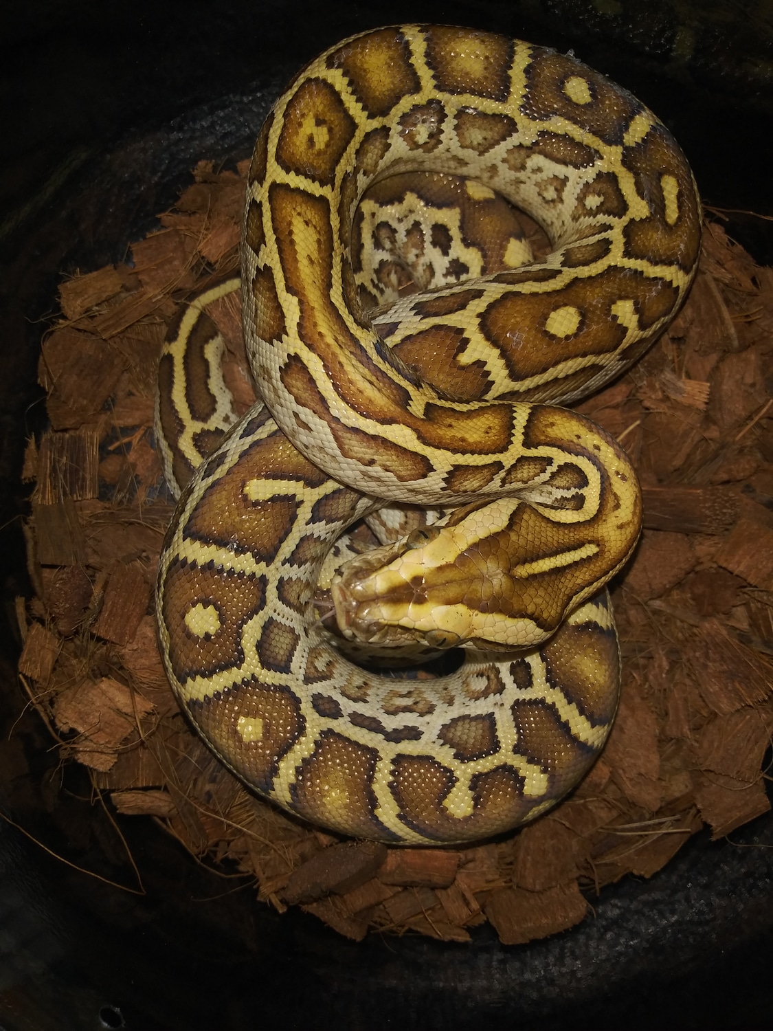 Hypo 100% Het Labyrinth Burmese Python by Evan Stahl Reptiles - MorphMarket