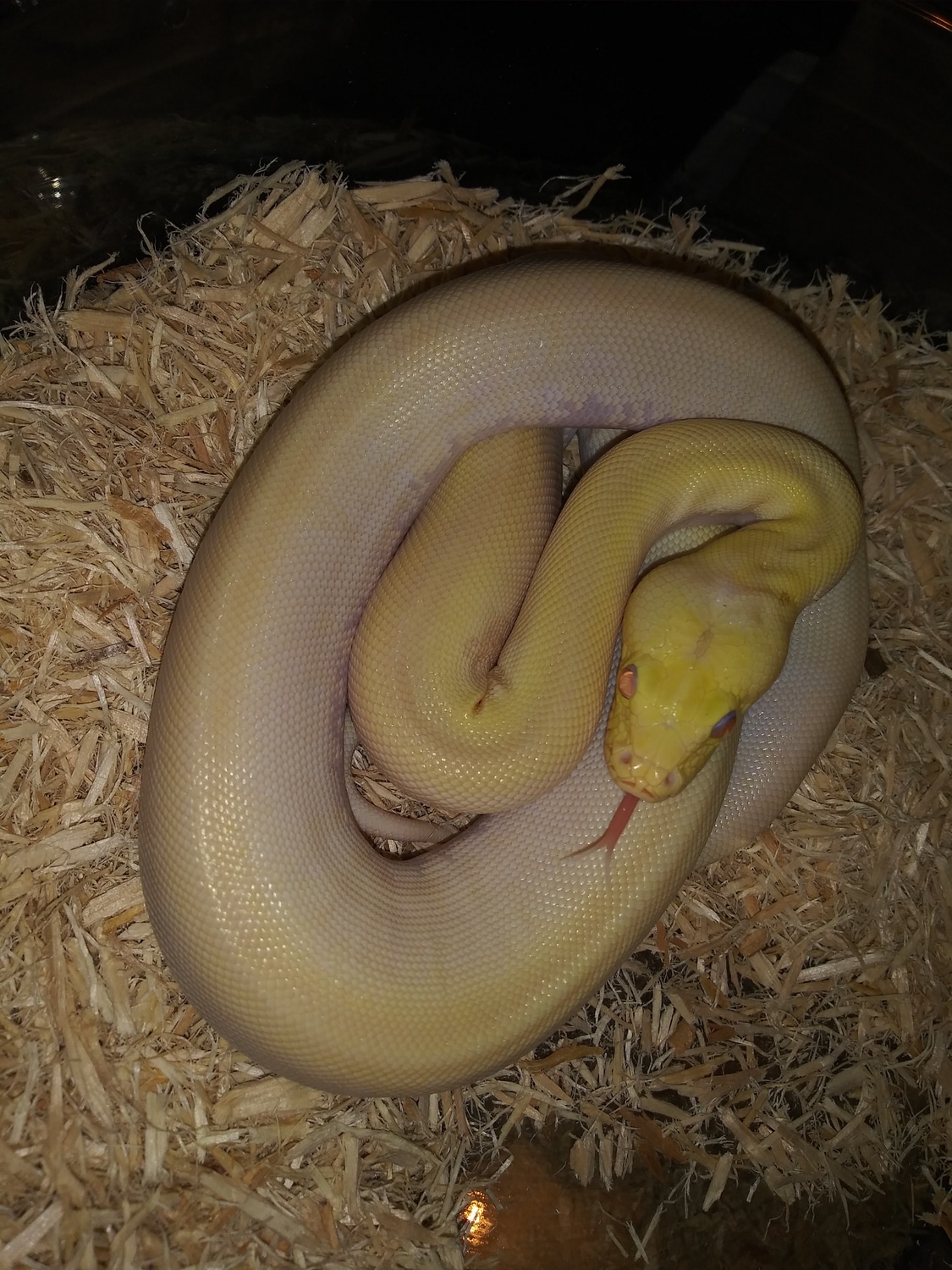 Albino Ivory Female Burmese Python by Evan Stahl Reptiles - MorphMarket