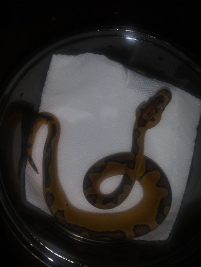 Enchi Clown Ball Python by Evan Stahl Reptiles