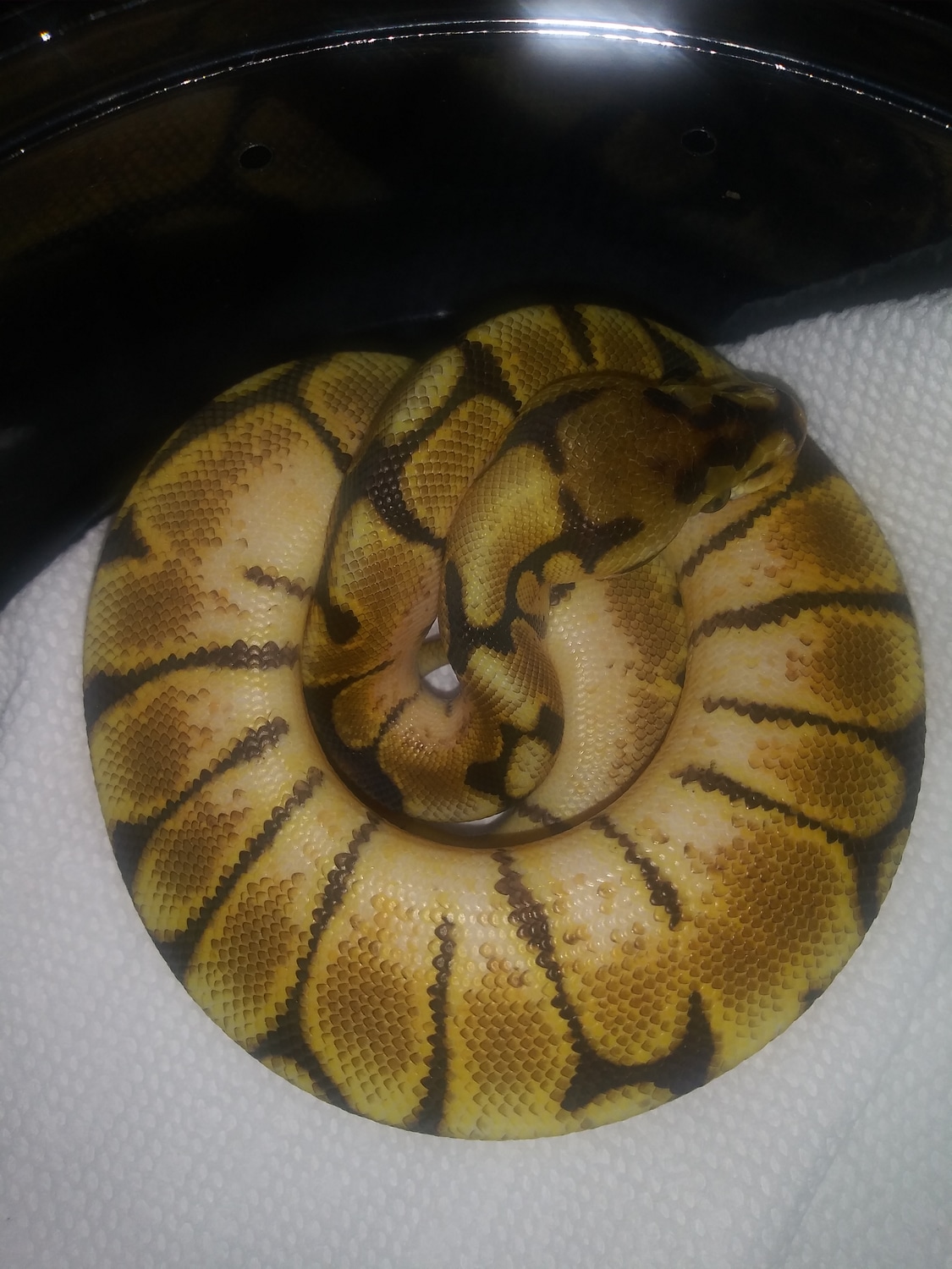 Enchi Spider 100% Het Clown Ball Python by Evan Stahl Reptiles ...