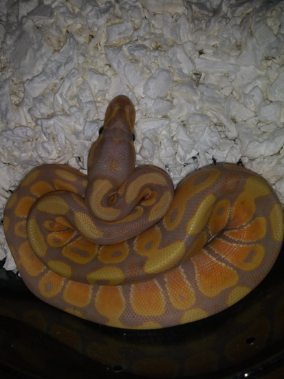 Pastel Banana Ultramel Ball Python by Evan Stahl Reptiles