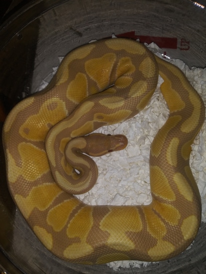 Ultramel Banana Breeder Male Ball Python by Evan Stahl Reptiles