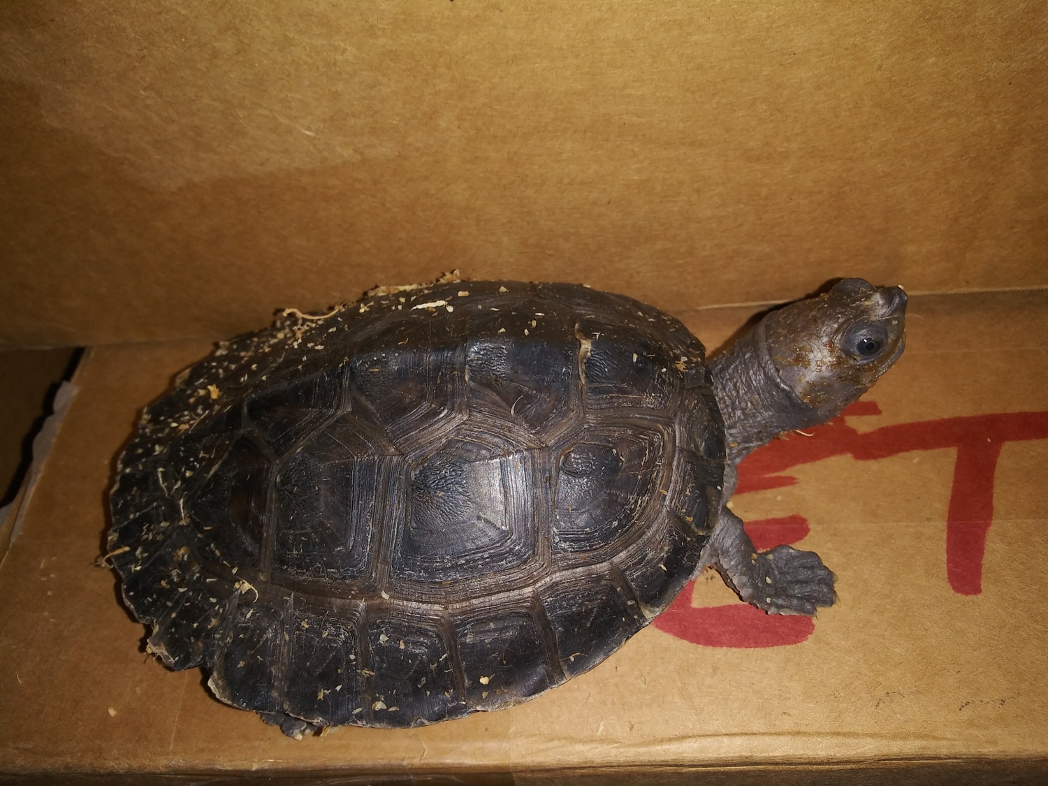 Awesome Yearling Batagur Borneoensis Box Turtle by Evan Stahl Reptiles ...