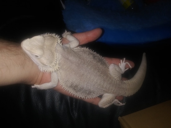 Hypo Zero Central Bearded Dragon by Evan Stahl Reptiles