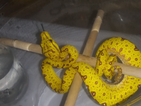 Juvenile Biak Green Tree Python by Evan Stahl Reptiles