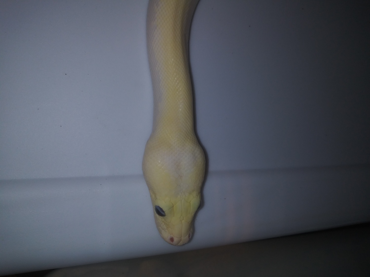 Ivory 100% Het Granite Burmese Python by Evan Stahl Reptiles - MorphMarket