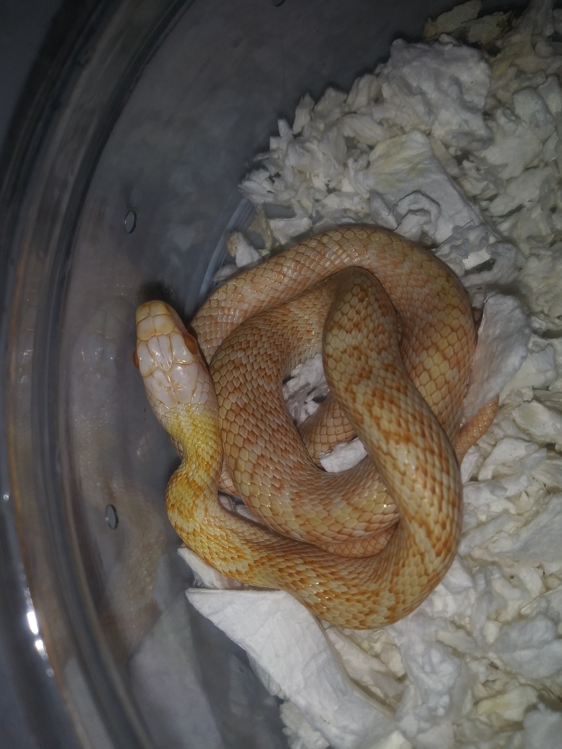 Albino Japanese Ratsnake Other Rat Snake by Evan Stahl Reptiles ...