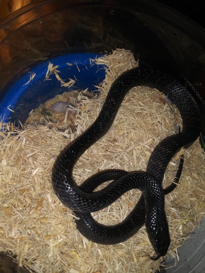 Mexican Red Tailed Indigo Female Cribo & Indigo Snakes by Evan Stahl ...