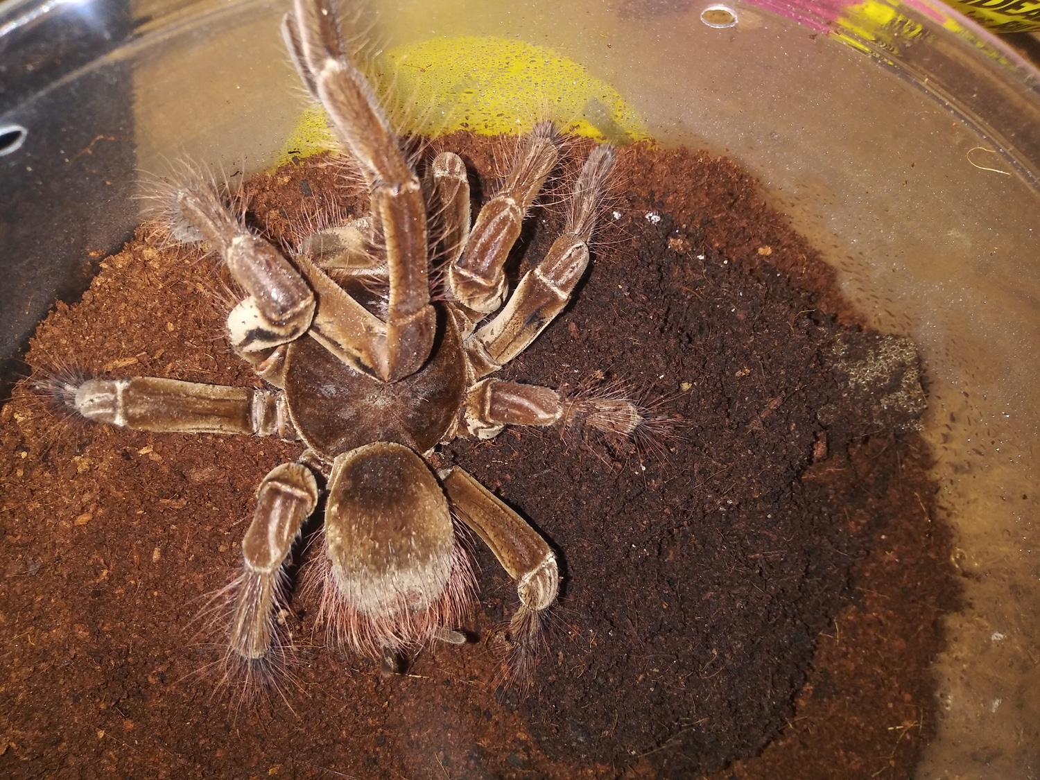 Goliath Bird Eater- Stirmi- 4 Tarantula by Evan Stahl Reptiles ...
