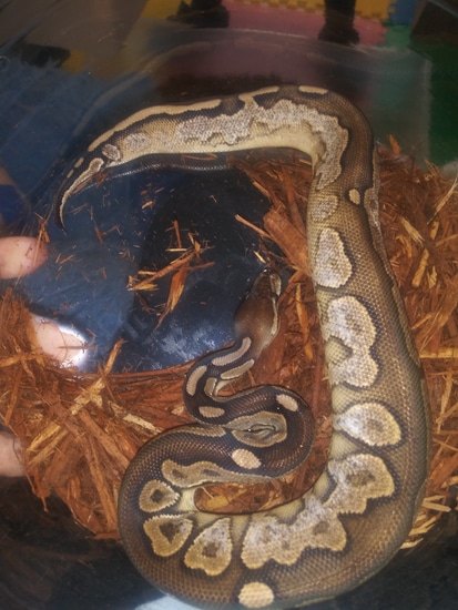 Cinnamon Calico Female 335 Grams Ball Python by Evan Stahl Reptiles