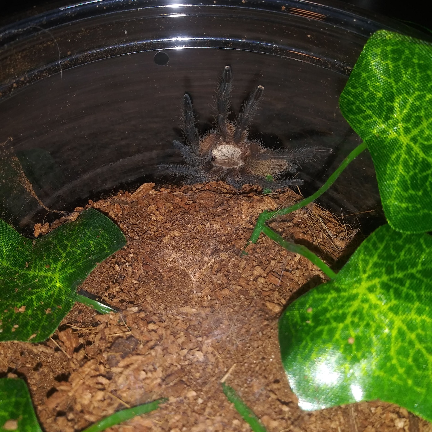 Socotra Island Blue Baboons- M.balfouri-communal 1 1/2" Tarantula by ...