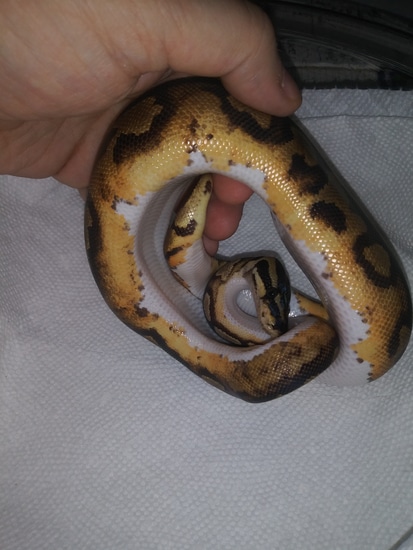Pied Female 440 Grams Ball Python by Evan Stahl Reptiles