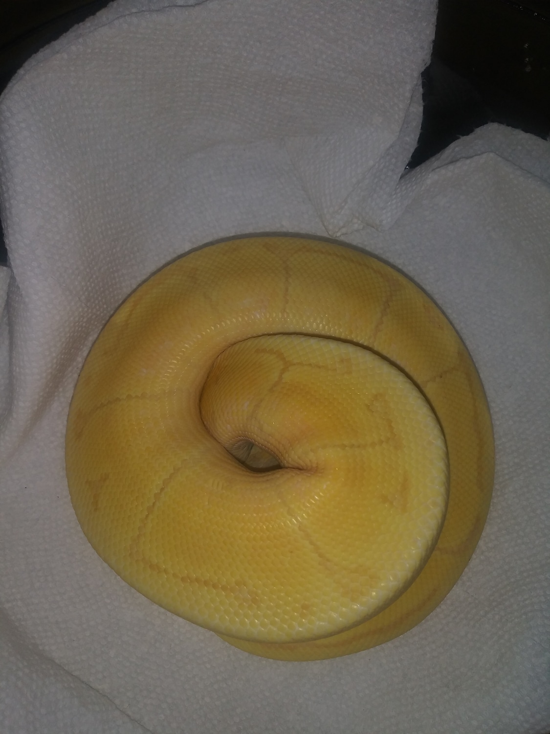 Banana Lemon Blast Enchi 440 Grams Ball Python by Evan Stahl Reptiles - MorphMarket
