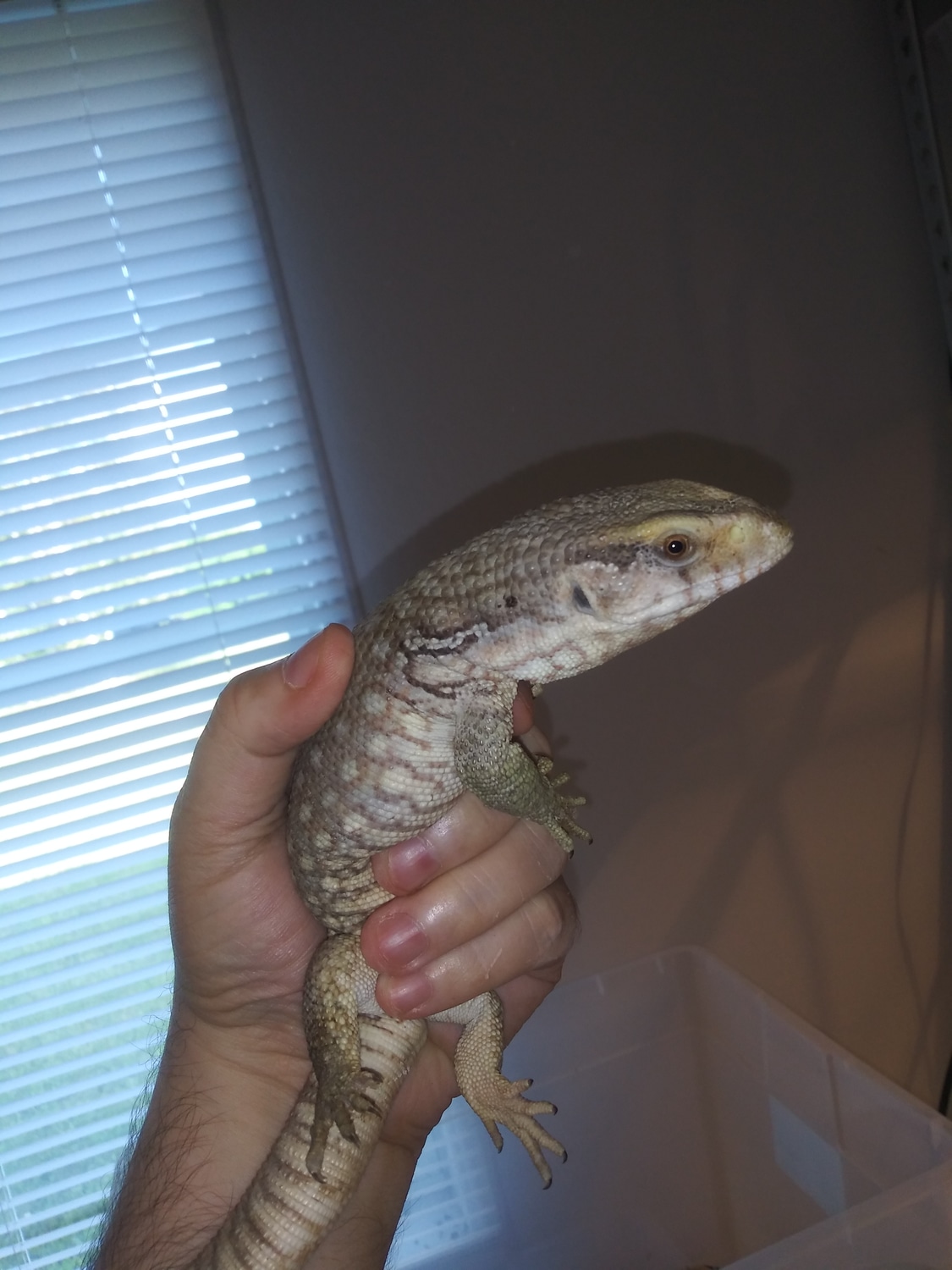 Exceptional Juvenile Savanah Monitors Savannah Monitor by Evan Stahl ...