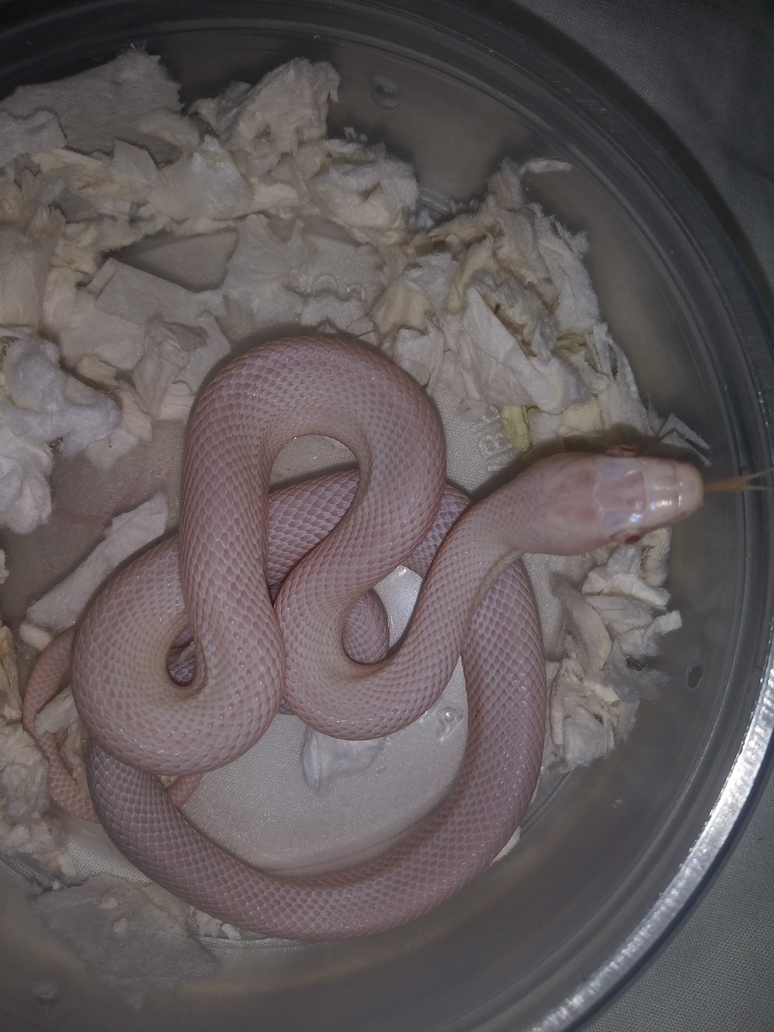 Pink Eyed (Albino) Leucistic Western Rat Snake by Evan Stahl Reptiles ...
