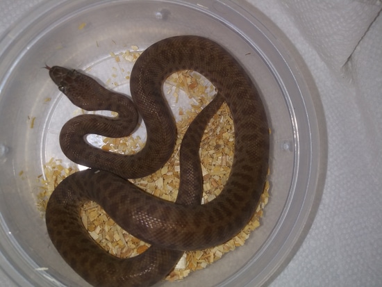 Yearling Male Children's Python by Evan Stahl Reptiles