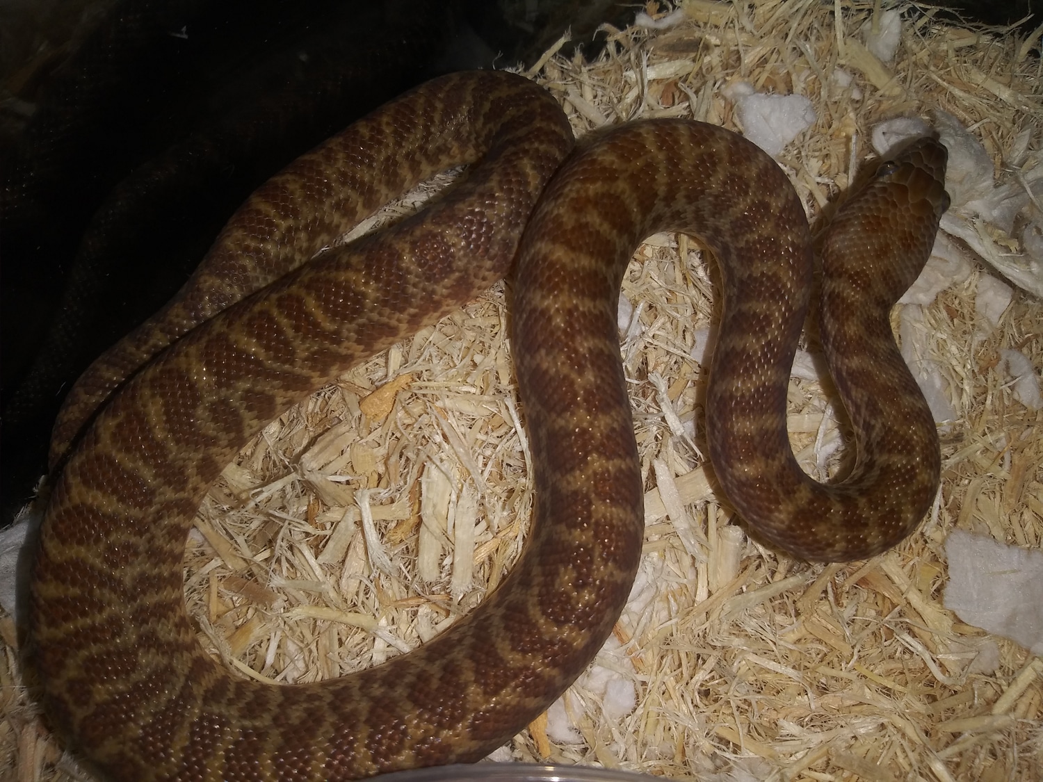 Gorgeous Yearling Female Children's Python by Evan Stahl Reptiles ...