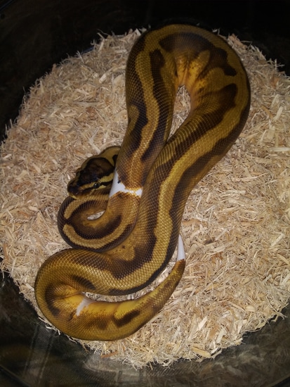 Super Nice Pied Male Ball Python by Evan Stahl Reptiles