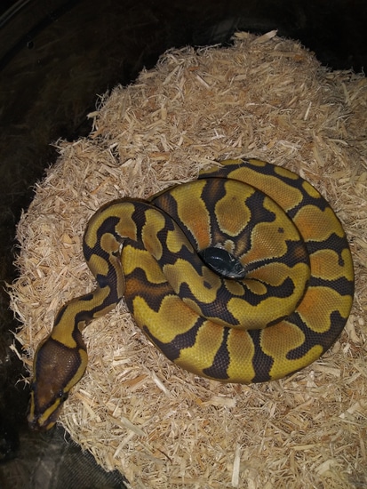 Enchi Orange Ghost Female 330 Grams Ball Python by Evan Stahl Reptiles