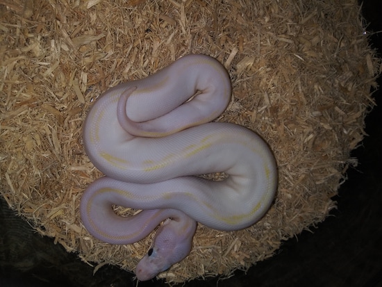 Beautiful Super Pastel Ivory Female Ball Python by Evan Stahl Reptiles