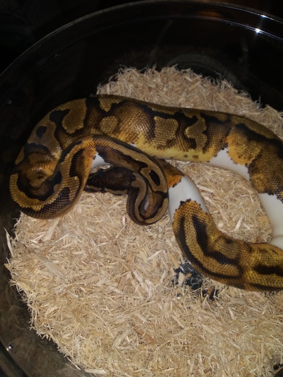 Pied Female 390 Grams Ball Python by Evan Stahl Reptiles