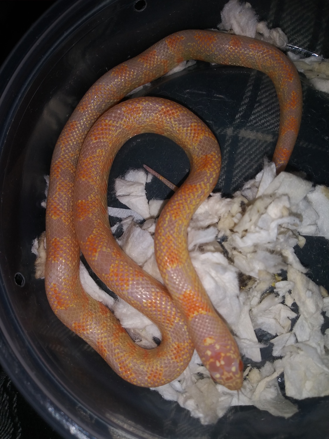 Beautiful Albino Goins King Florida Kingsnake by Evan Stahl Reptiles ...