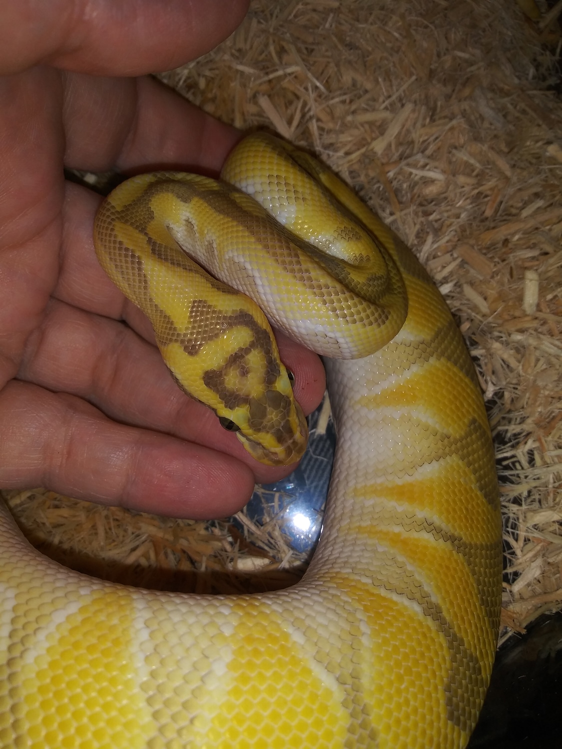 Super Enchi Butter Orange Ghost Ball Python by Evan Stahl Reptiles ...
