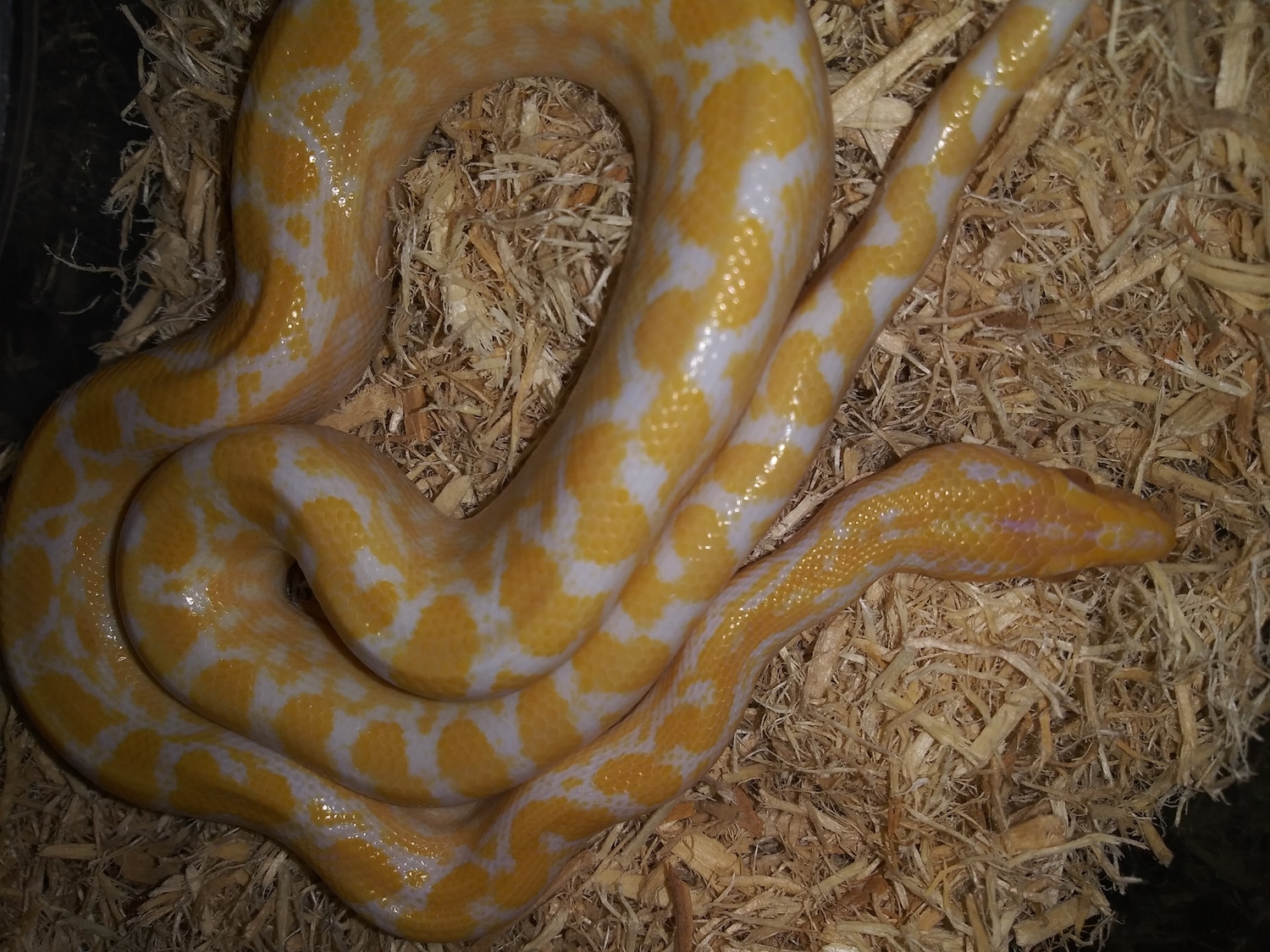 Albino Columbian Rainbow Boa Male Colombian Rainbow Boa by Evan Stahl ...