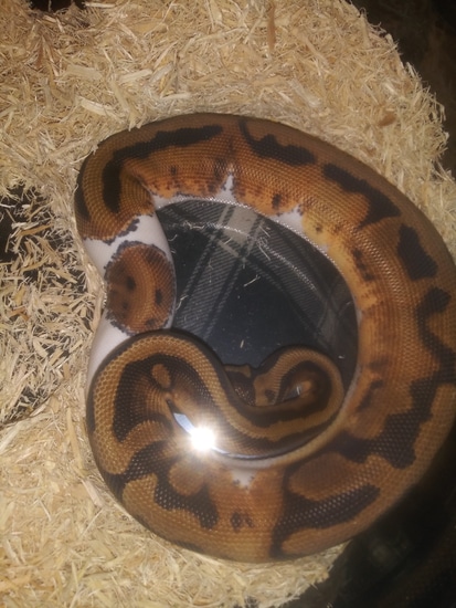 Nice Pied Male Ball Python by Evan Stahl Reptiles