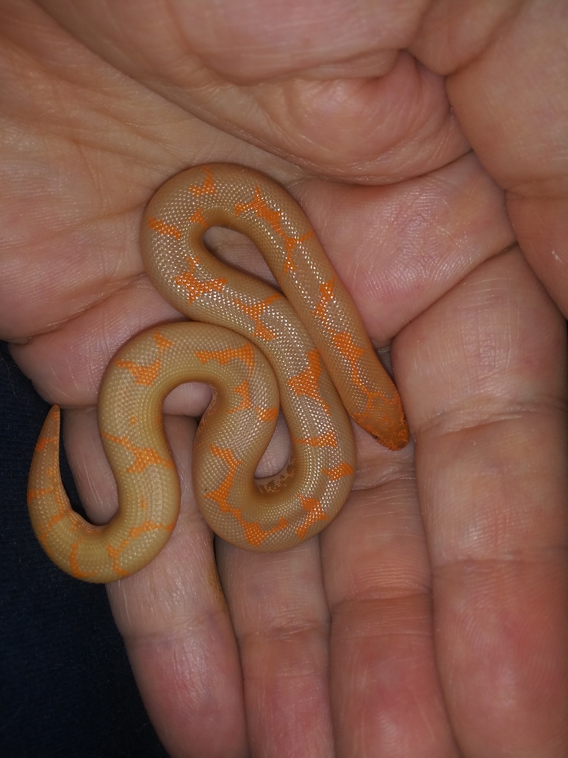 Super Nice Albino Female Kenyan Sand Boa by Evan Stahl Reptiles ...