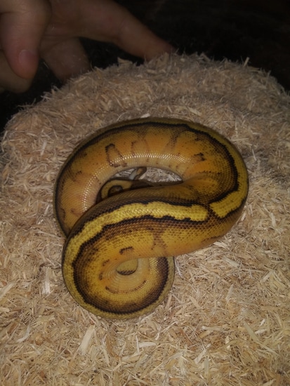 Pastel Yellow Belly Genetic Stripe- SALE Ball Python by Evan Stahl Reptiles