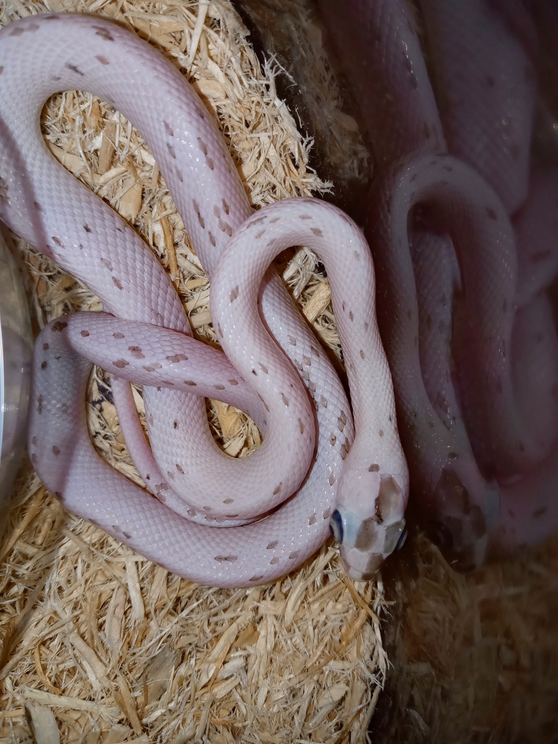 Anerytheristic Palmetto Corn Snake by Evan Stahl Reptiles - MorphMarket