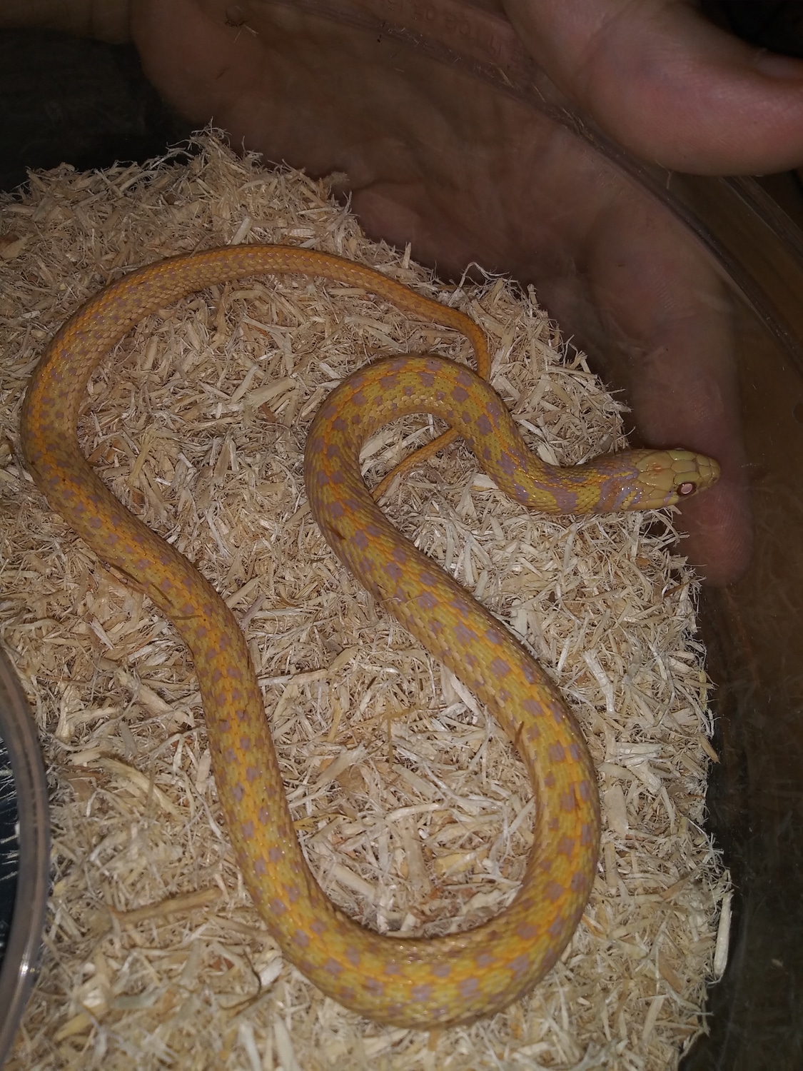Albino Checkered Garter Yearling Female Garter Snake by Evan Stahl ...
