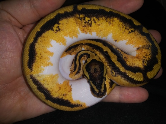 Pastel Yellow Belly Pied 275 Grams Ball Python by Evan Stahl Reptiles