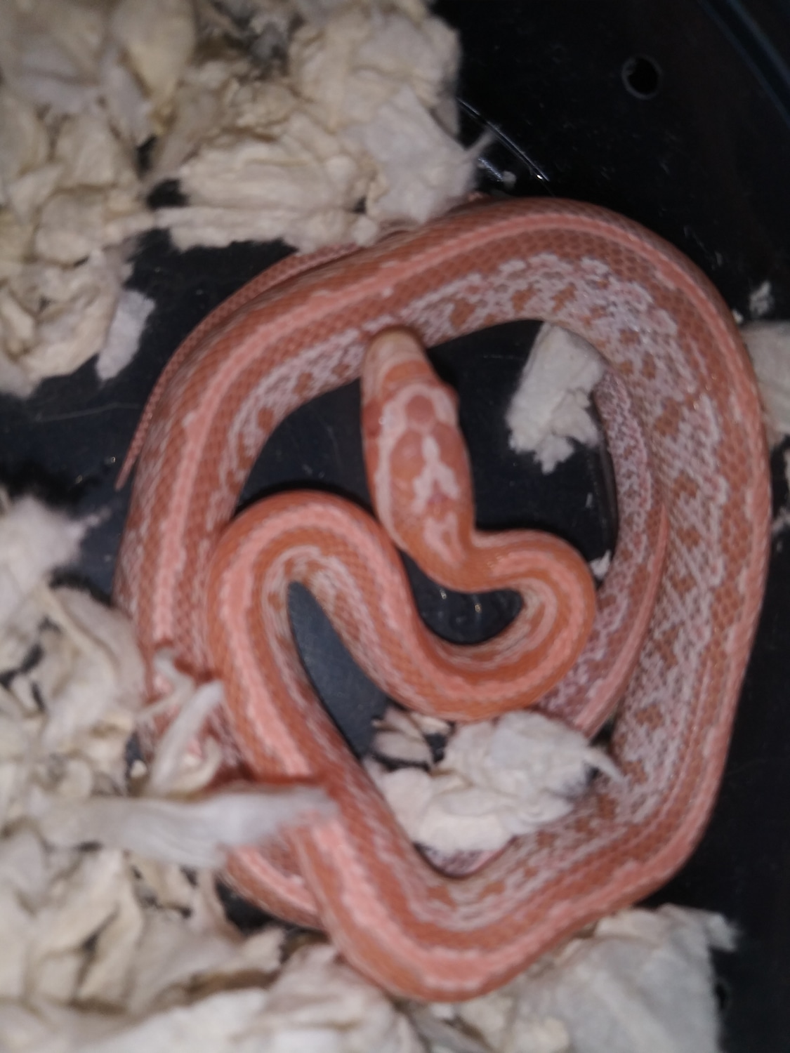 Coral Pink Tessera Male Well Started Corn Snake by Evan Stahl Reptiles ...