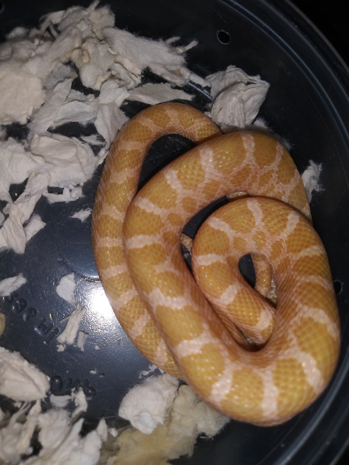 Albino Emorys Ratsnake Well Started Male Western Rat Snake by Evan ...