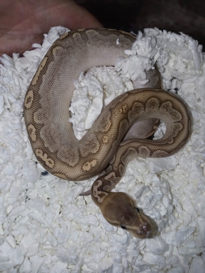 Bamboo Black Pastel Female 200 Grams Ball Python by Evan Stahl Reptiles