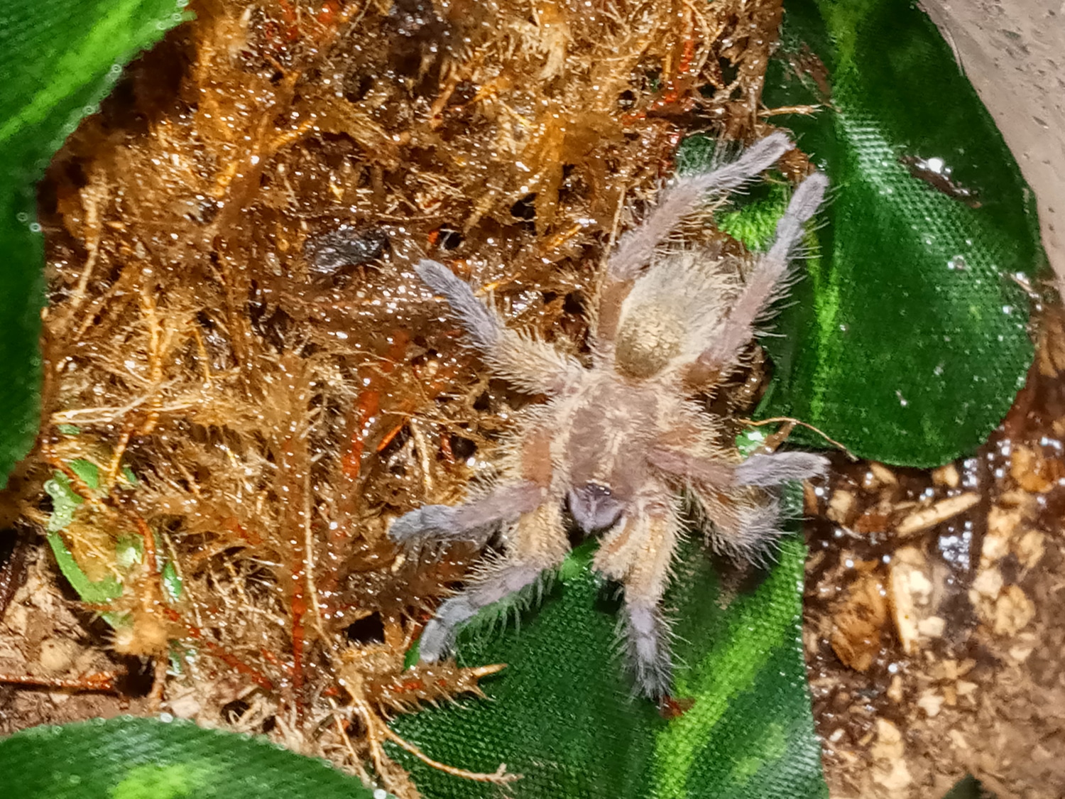 Golden Blue Legged Baboons- Harpactira Pulchripes Tarantula by Evan ...