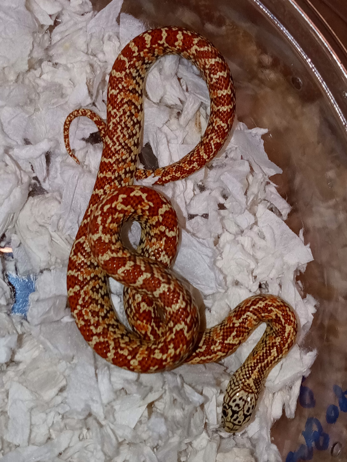 Hypo South Floida Kingsnake Aka Brooks Female South Florida Kingsnake ...